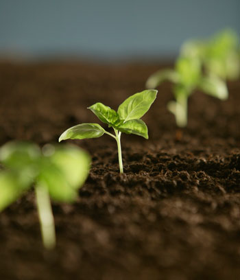 Preparing Your Soil for Spring Planting – Asphalt Materials